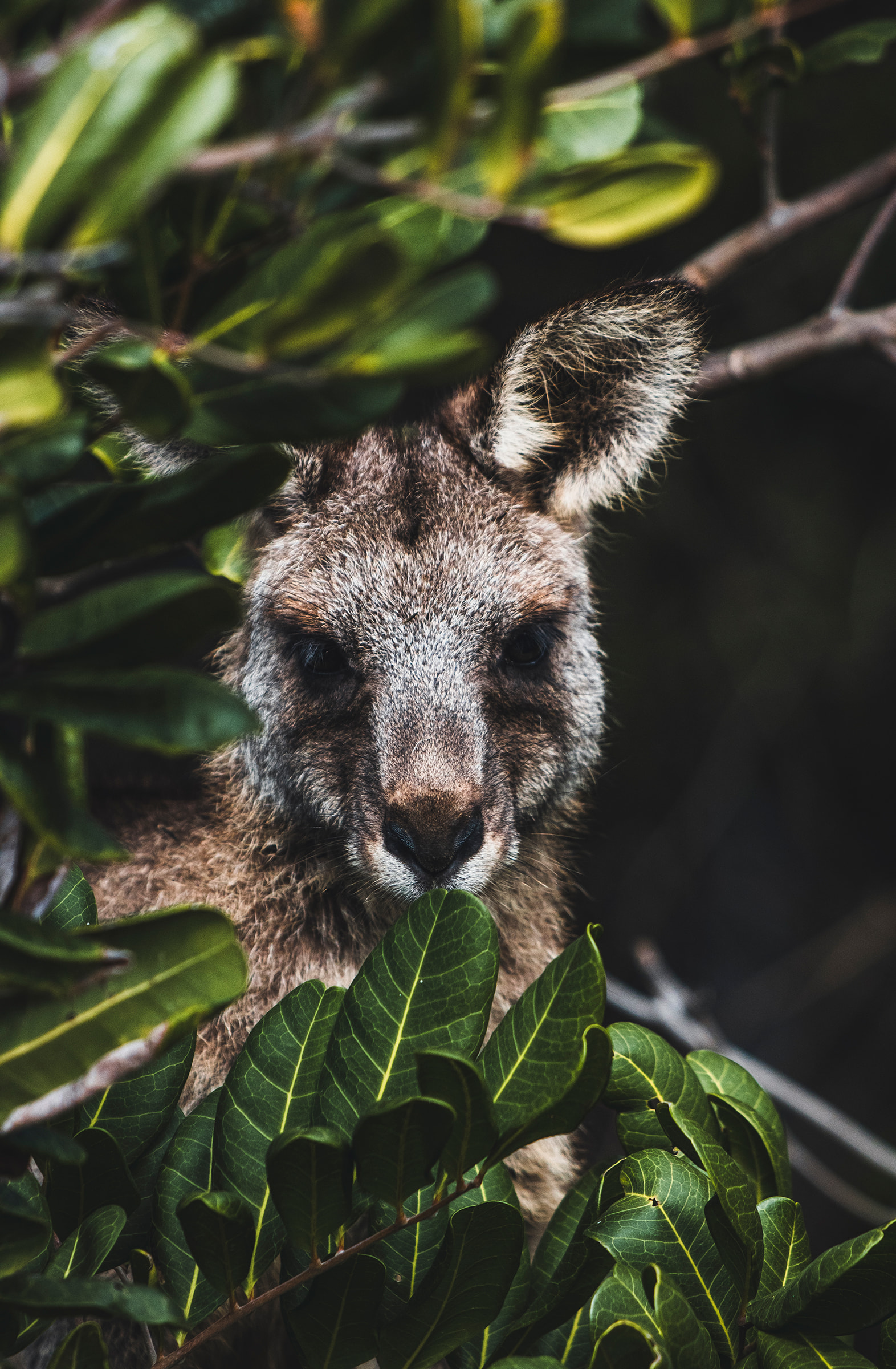 Ryan Steptoe Imagery